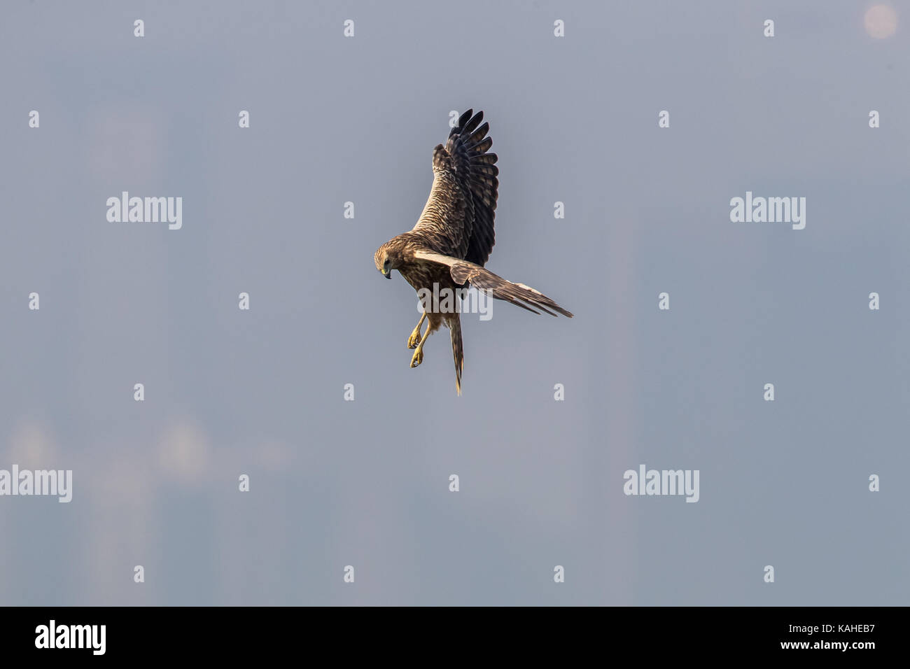 Bird in flight - Eastern Marsh Harrier (Circus spilonotus Stock Photo ...