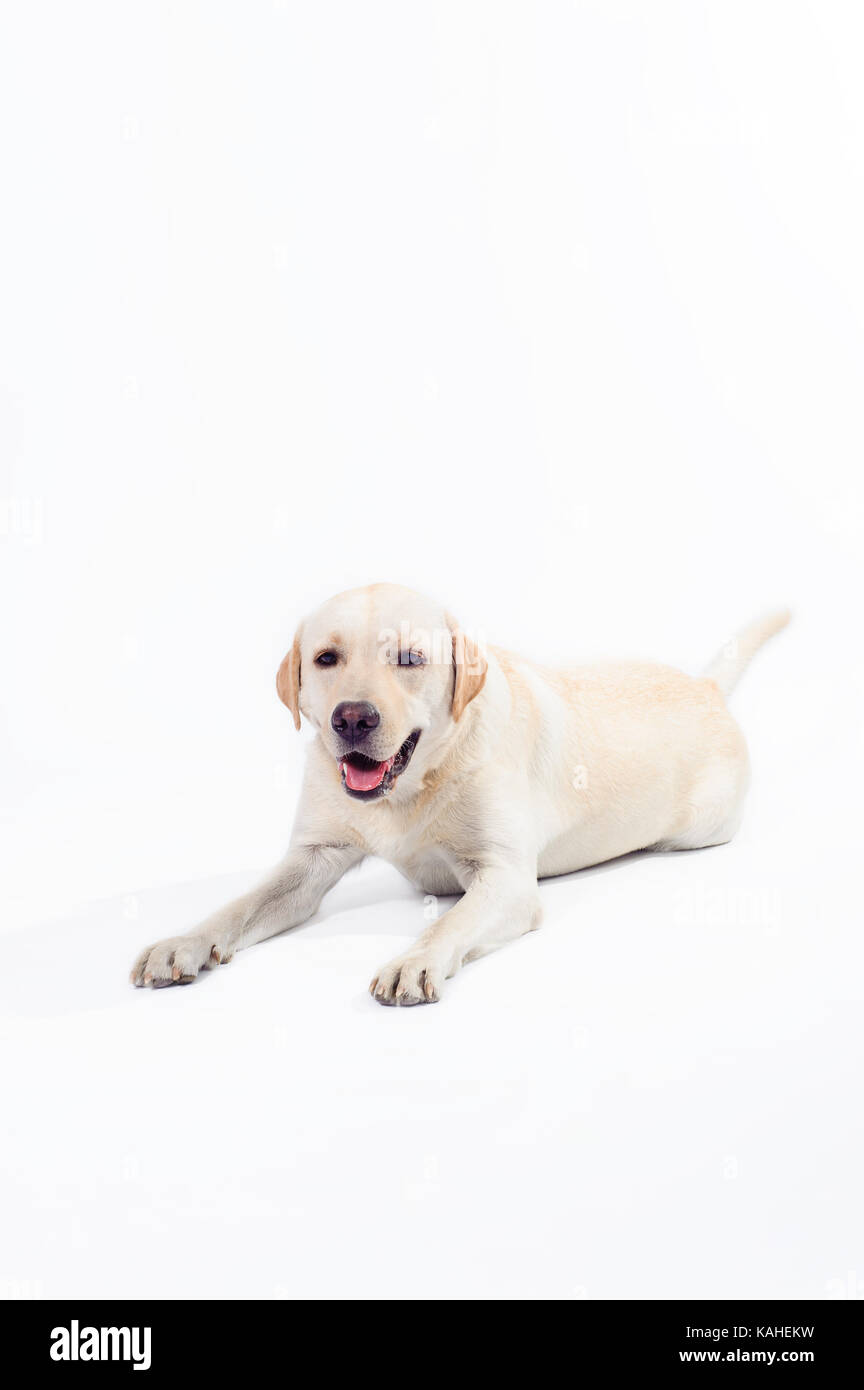 golden labrador - retriever on a white background in studio Stock Photo ...