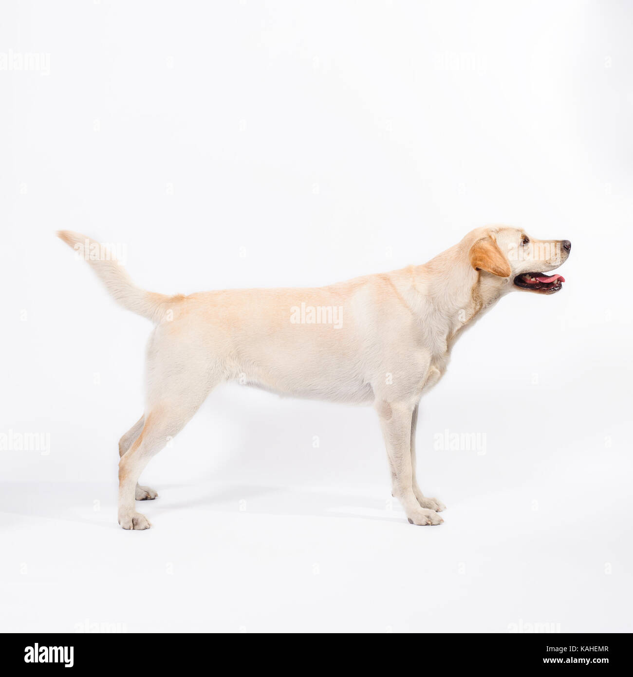 golden labrador - retriever on a white background in studio Stock Photo ...