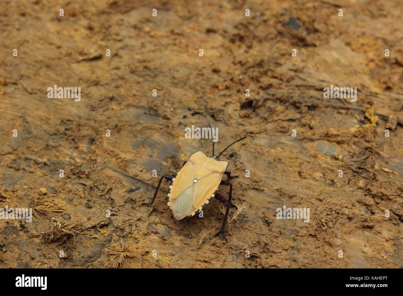 Diamond shaped bug, trekking Kalaw to Inle lake, Myanmar Stock Photo ...