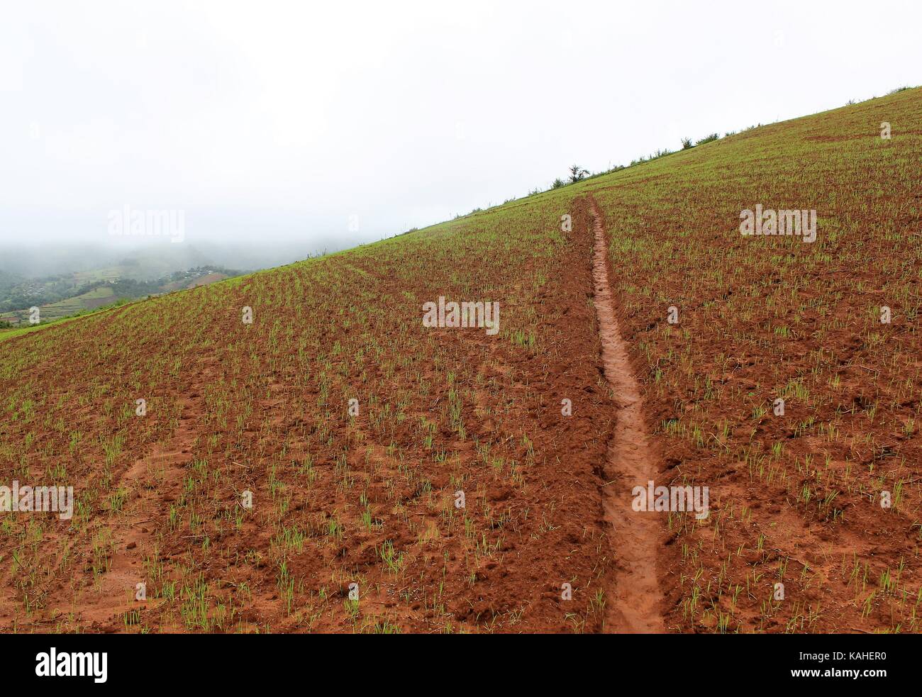 Young rice fields Kalaw to Inle lake trek Myanmar Stock Photo - Alamy
