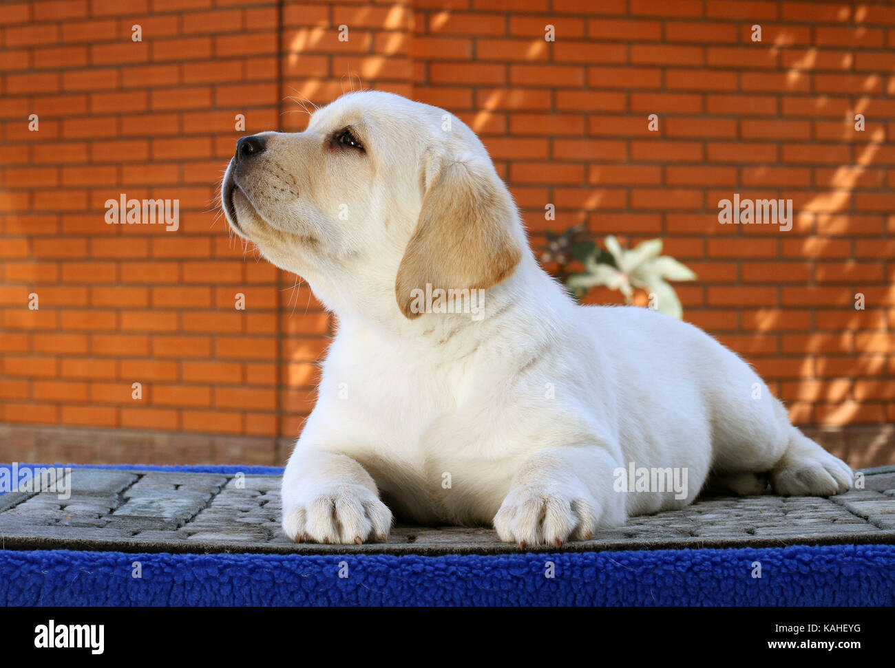 the little yellow labrador puppy sitting on blue background Stock Photo ...