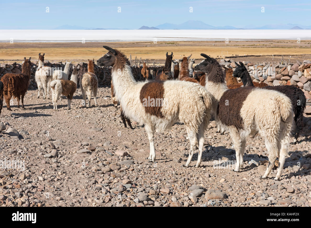 Many llamas hi-res stock photography and images - Alamy