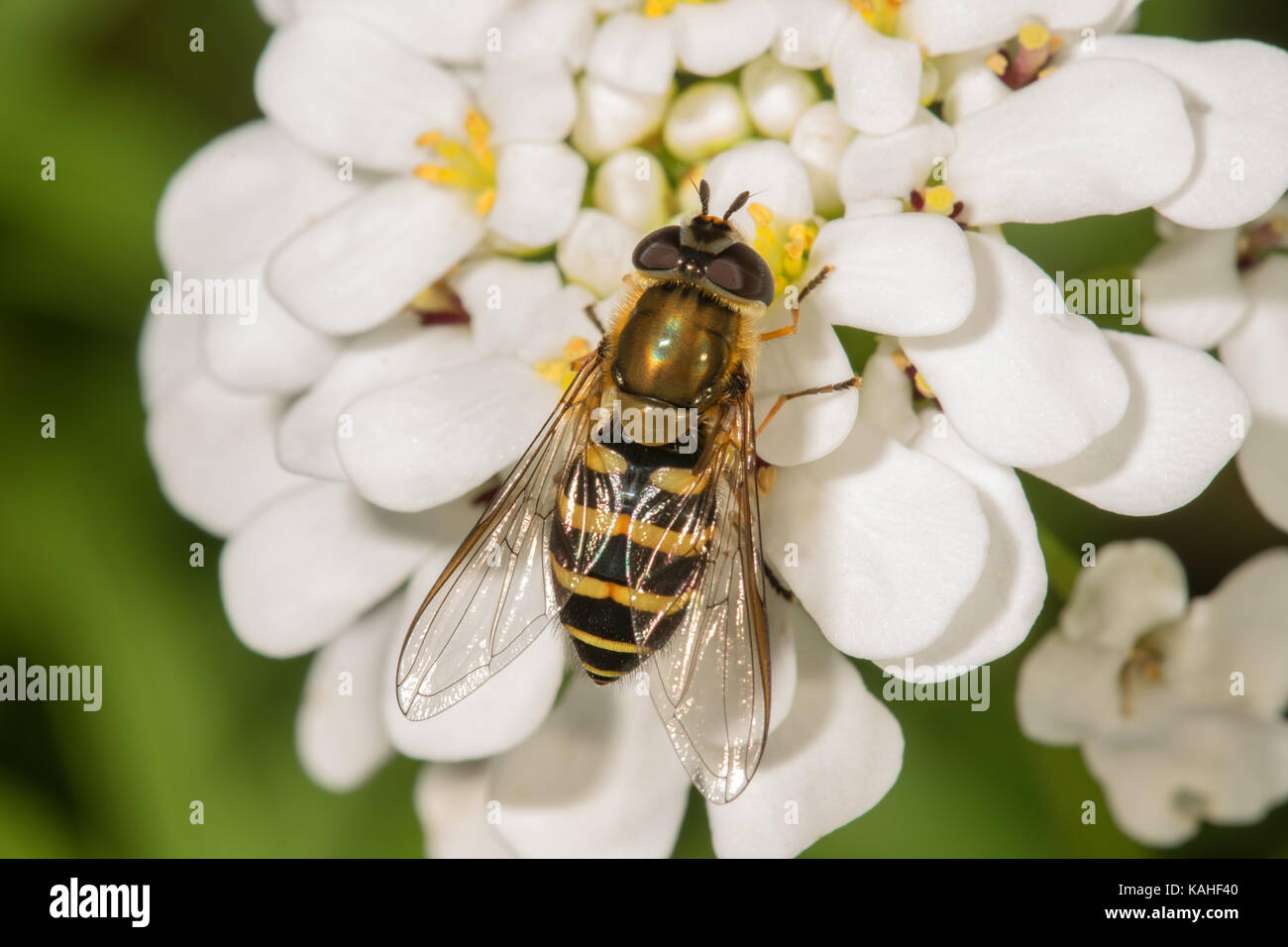Hairy hover fly (Syrphus torvus), female on Evergreen candytuft (Iberis ...