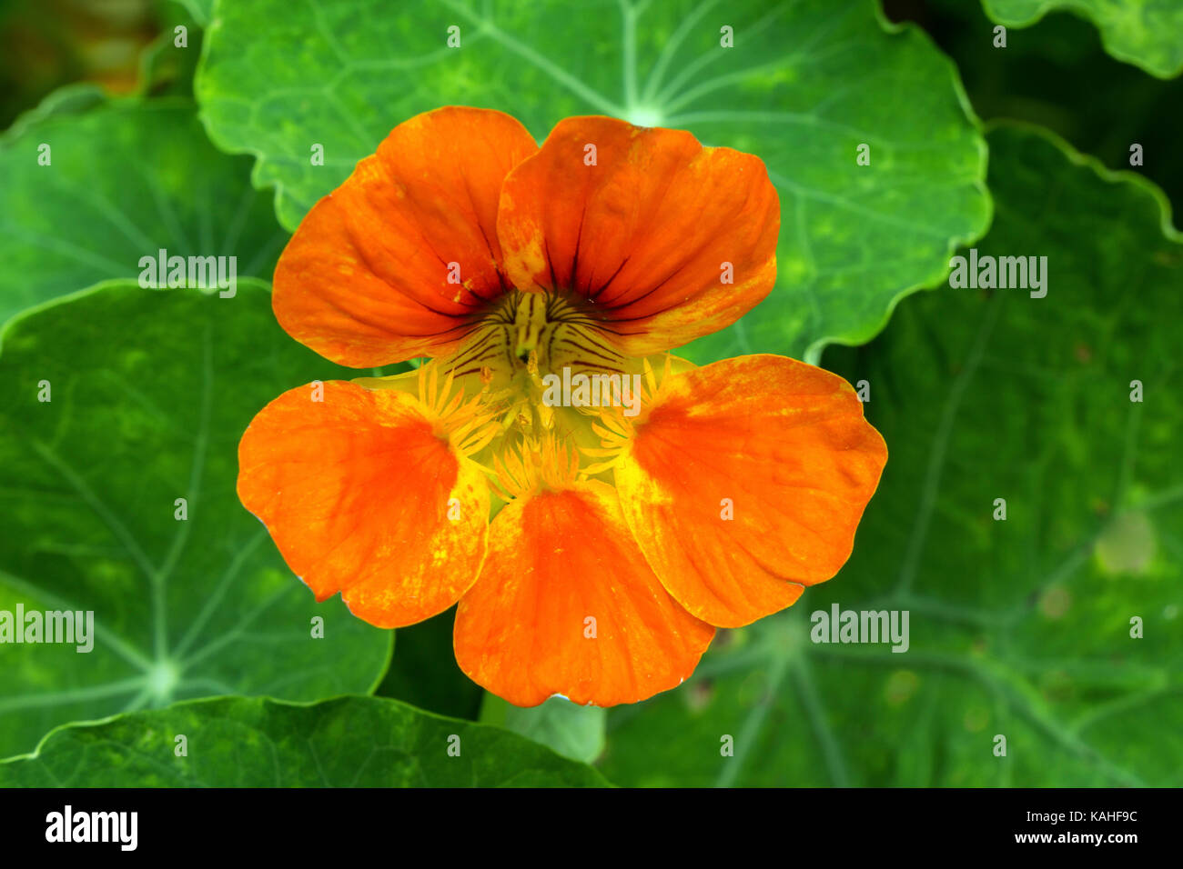 Africa orange citrus hi-res stock photography and images - Alamy