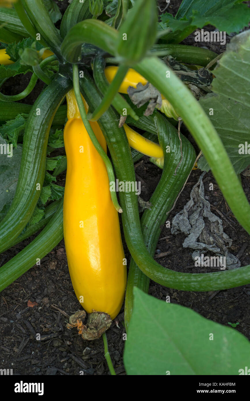 Yellow courgettes (Cucurbita pepo subsp. pepo convar. giromontiina) on ...