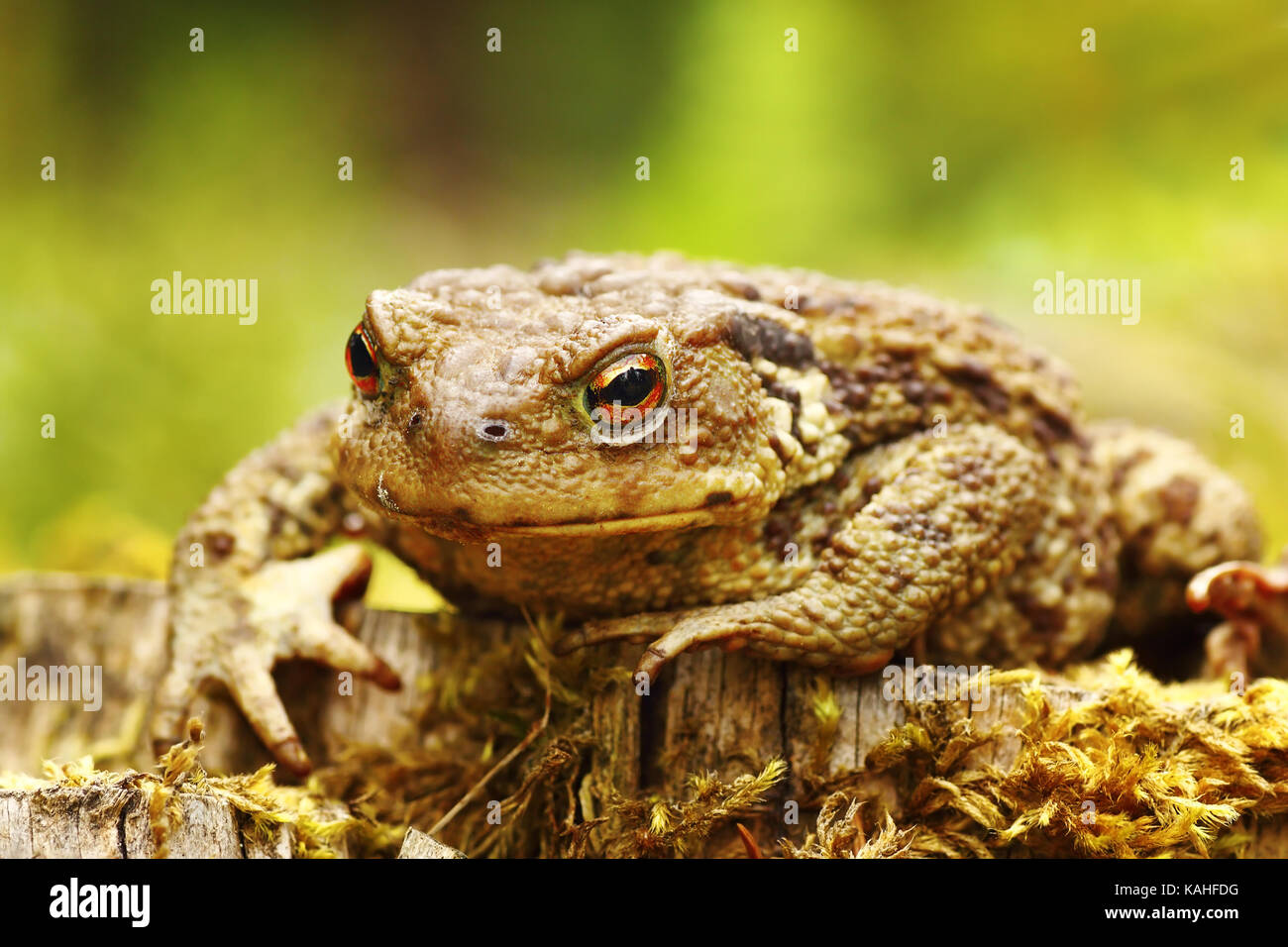 closeup of ugly common brown toad ( Bufo Stock Photo - Alamy
