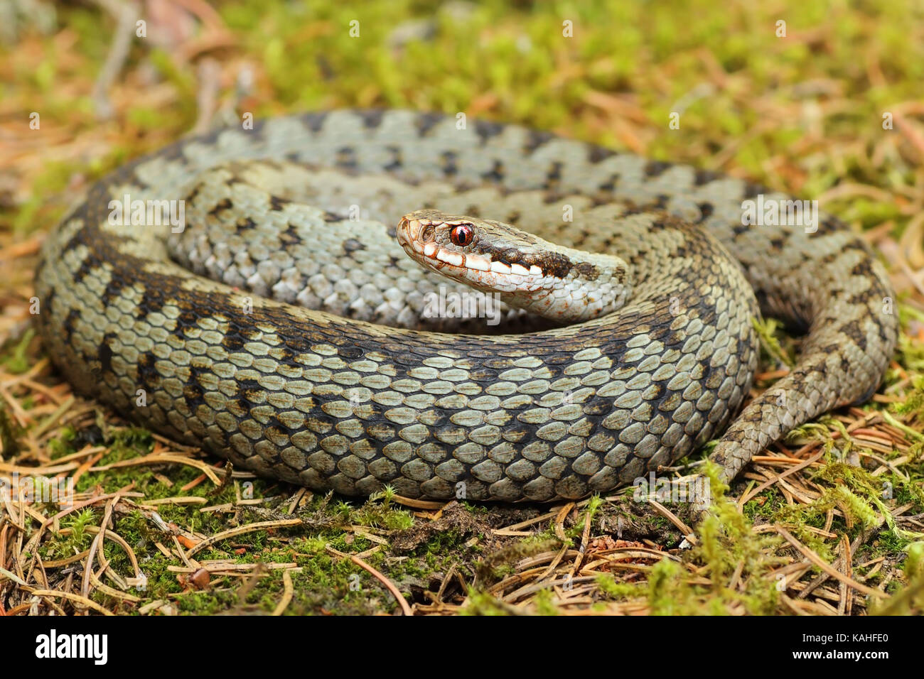 Viperinae High Resolution Stock Photography and Images - Alamy