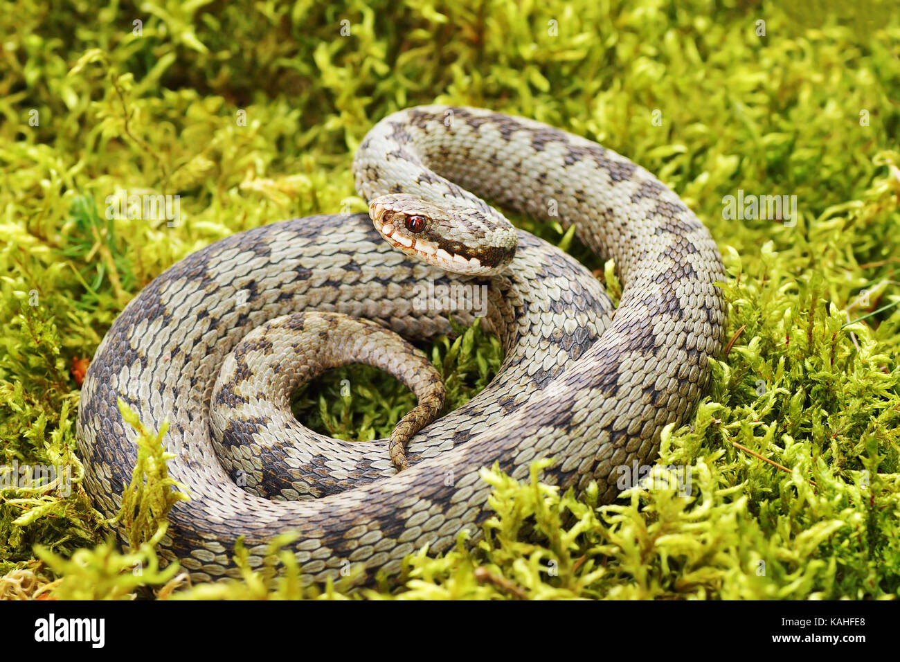 common european viper standing on green moss ( Vipera berus Stock Photo ...
