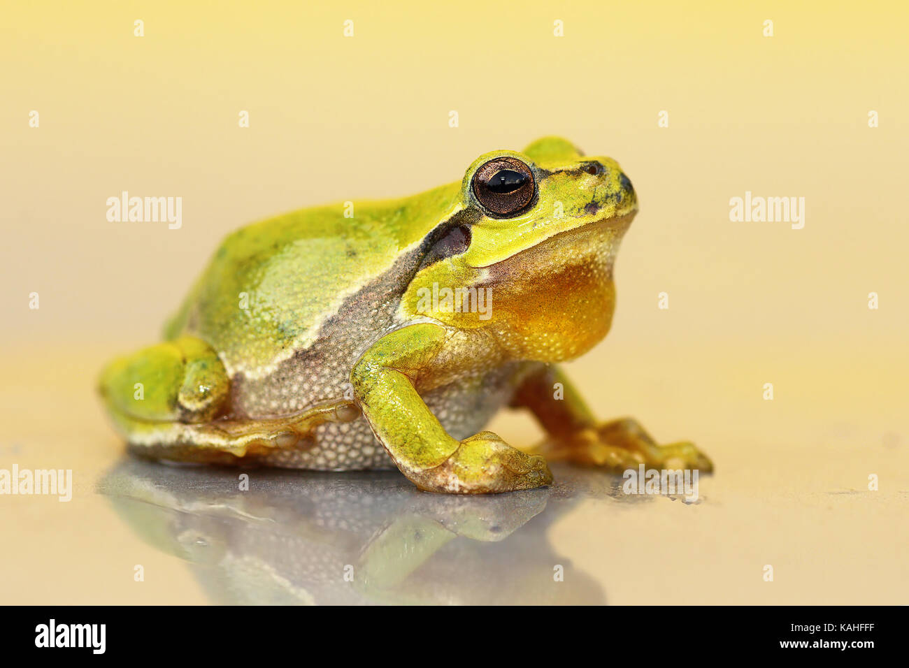 Cute green frog hi-res stock photography and images - Alamy