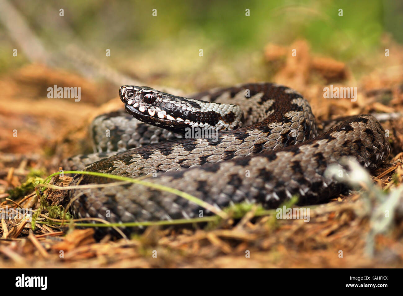 european common crossed viper standing on forest ground ( Vipera berus ...