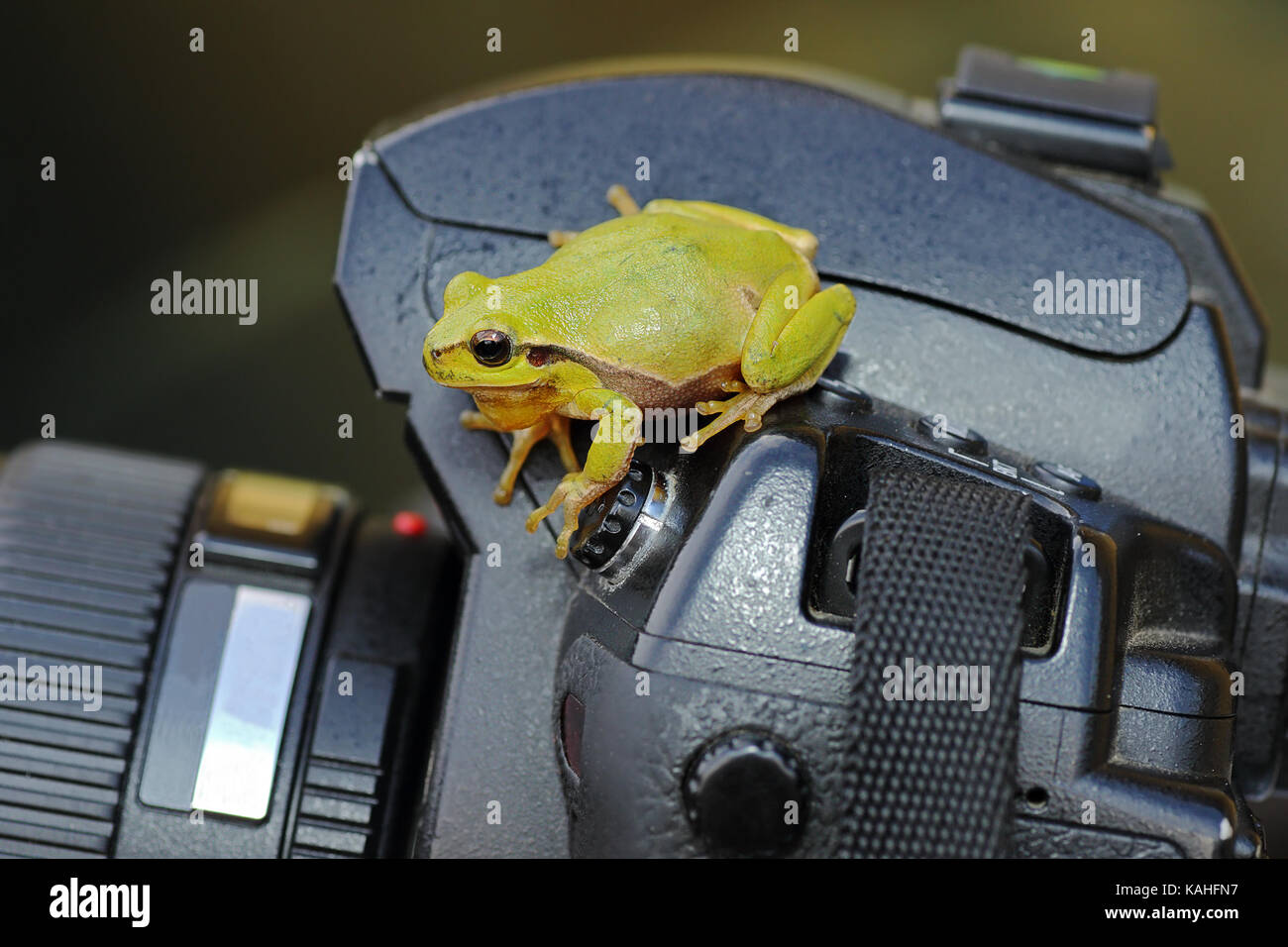 Black tree frog hi-res stock photography and images - Alamy