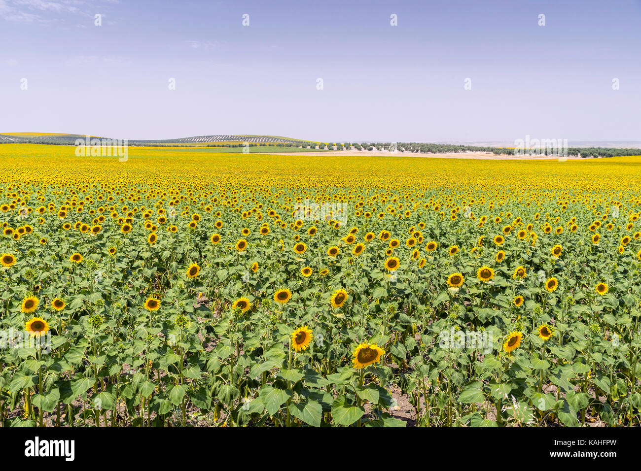 Andalucia spain field hi-res stock photography and images - Alamy