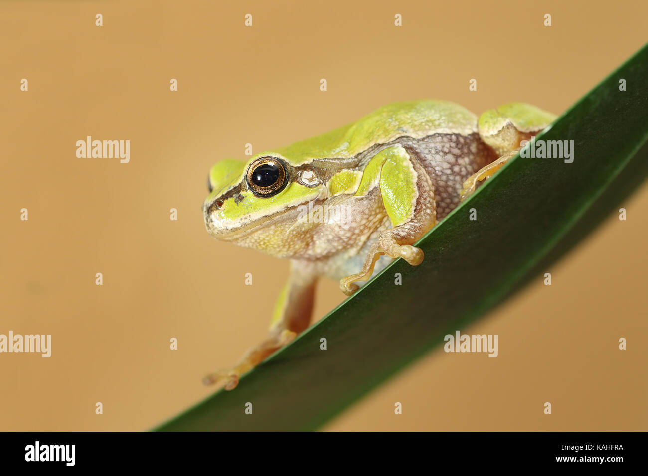 hyla arborea on a leaf, the cute european green tree frog Stock Photo ...