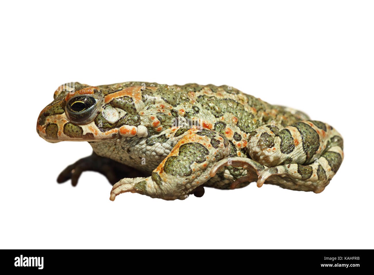 Mottled grass Cut Out Stock Images & Pictures - Alamy