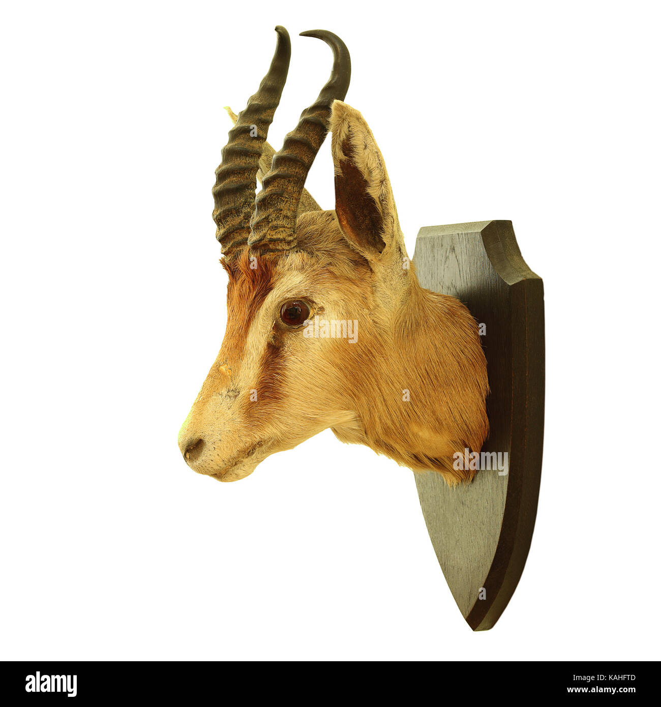 Springbok with horns Cut Out Stock Images & Pictures - Alamy
