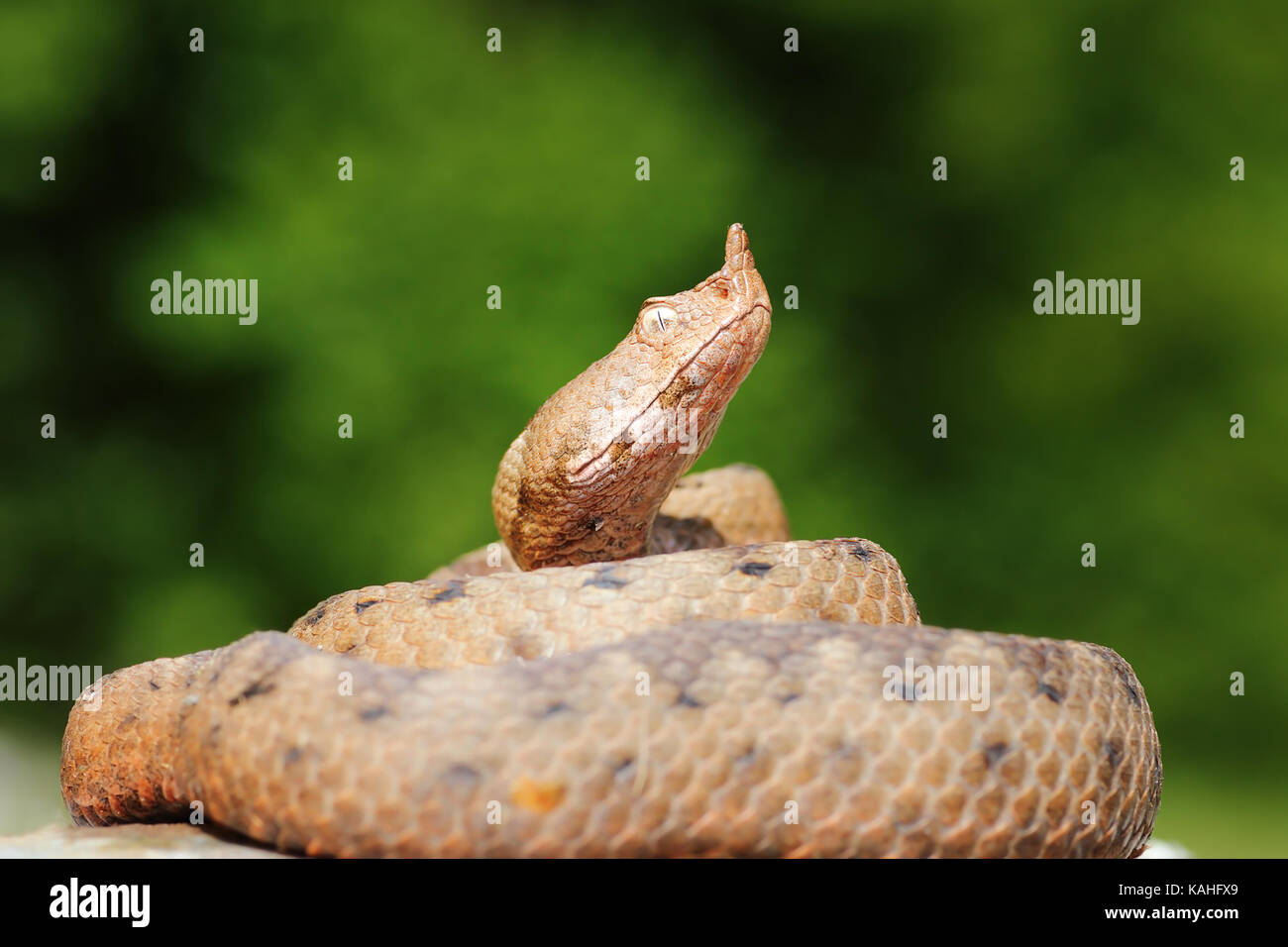 long nosed viper basking on stone ( Vipera ammdytes Stock Photo - Alamy