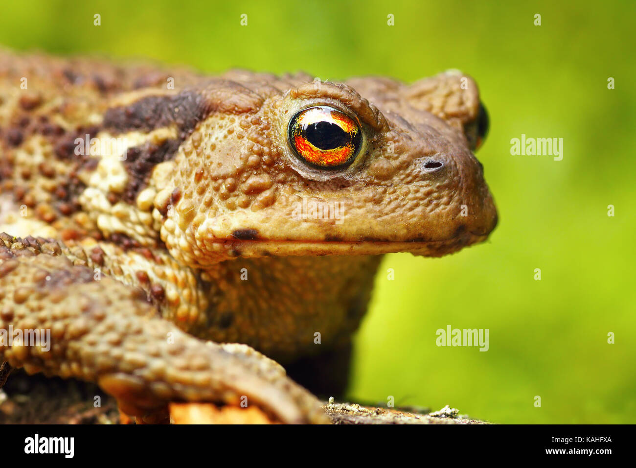 Toad macro portrait hi-res stock photography and images - Alamy
