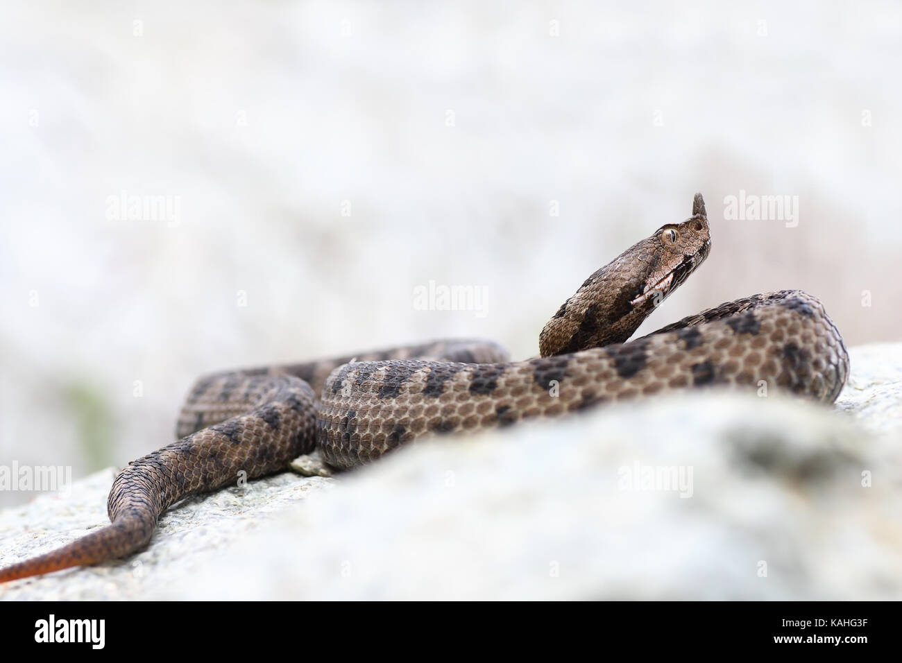 Vipera ammodytes basking on limestone rock, the venomous nose horned ...
