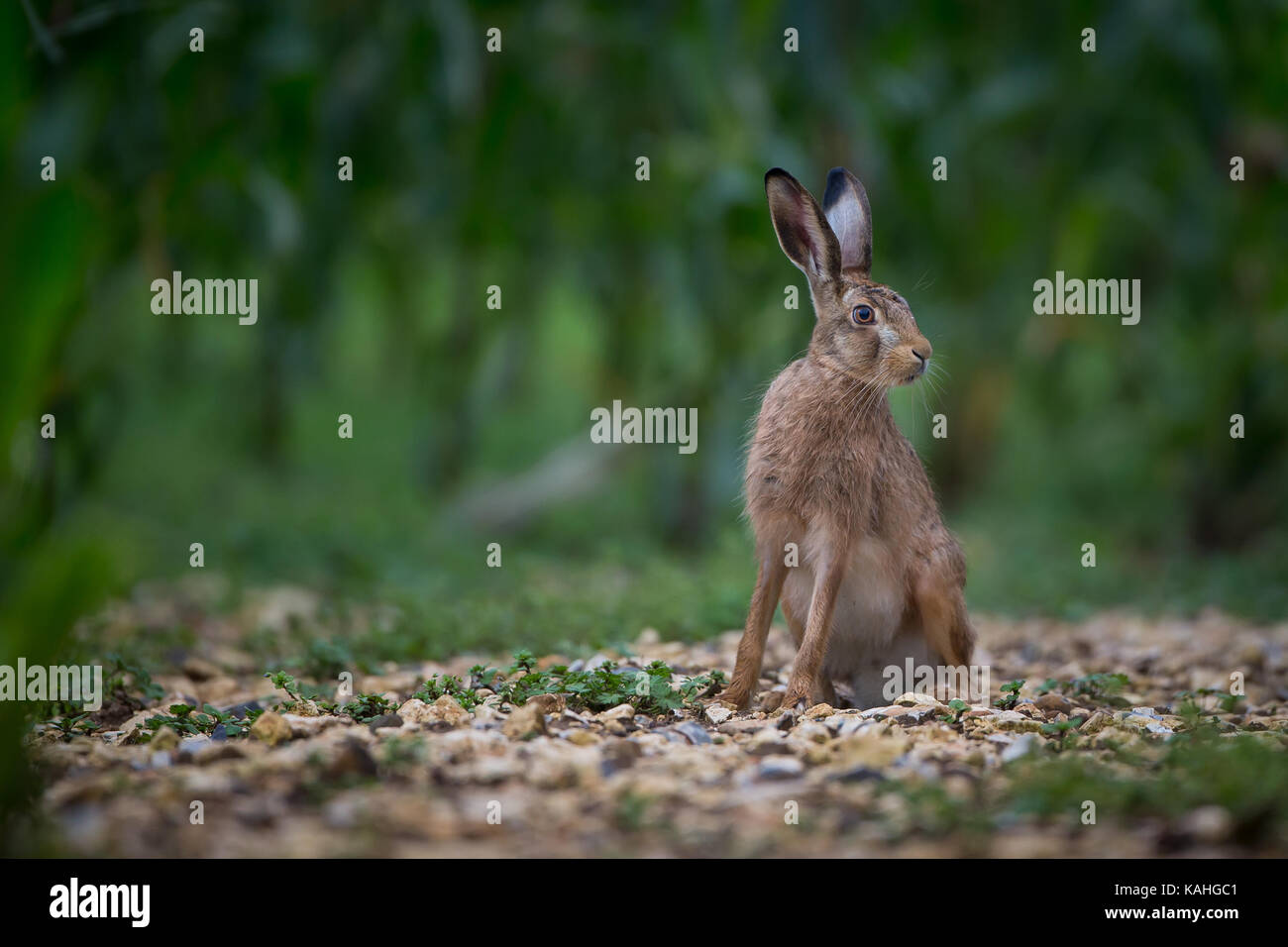The lazy brown hare Stock Photo - Alamy