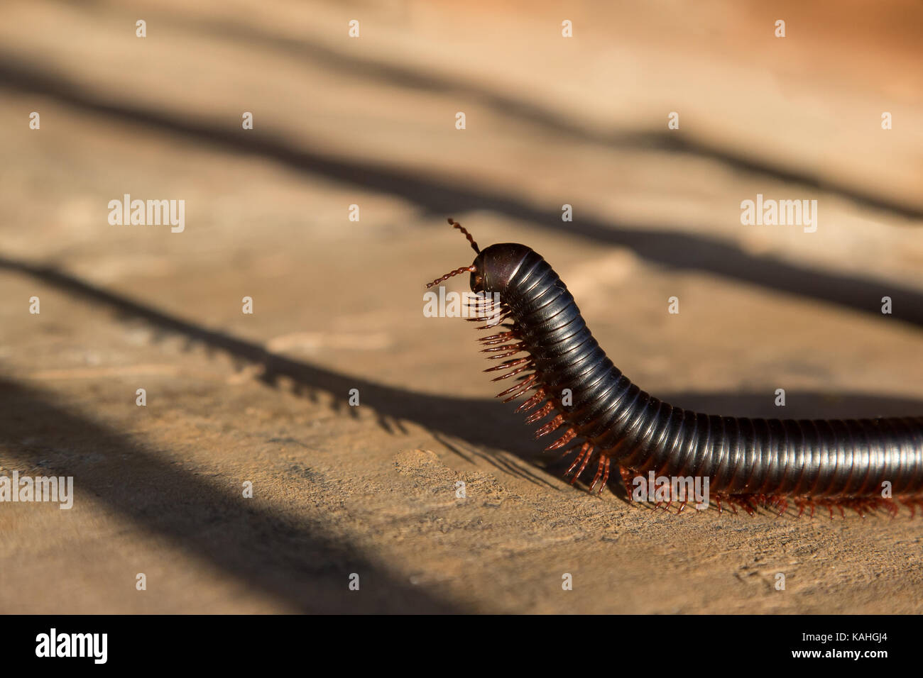 Giant millipede hi-res stock photography and images - Alamy