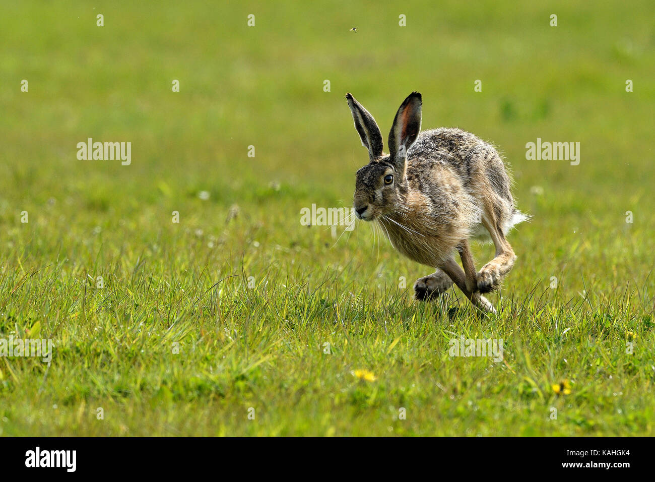 European hare lepus europaeus mating hi-res stock photography and ...