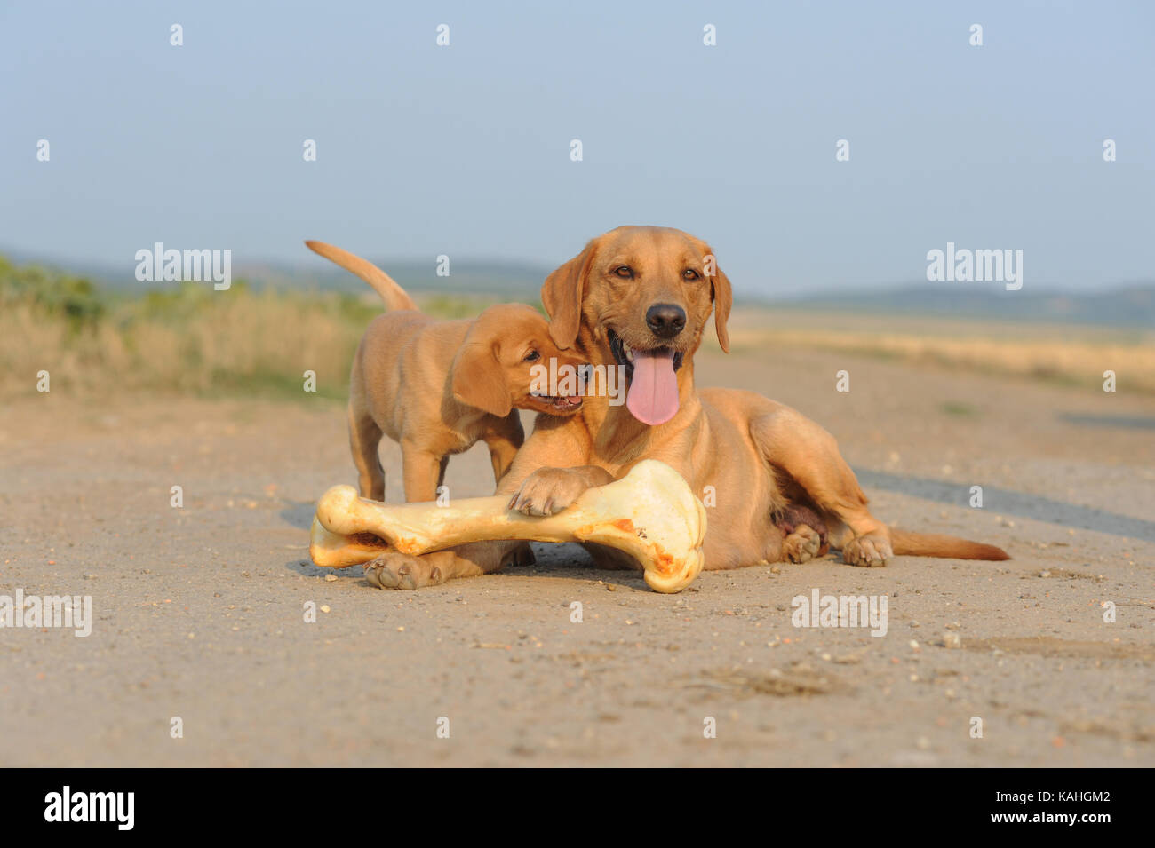 Labrador Retriever, yellow, bitch and puppy, 8 weeks, next to big bone ...