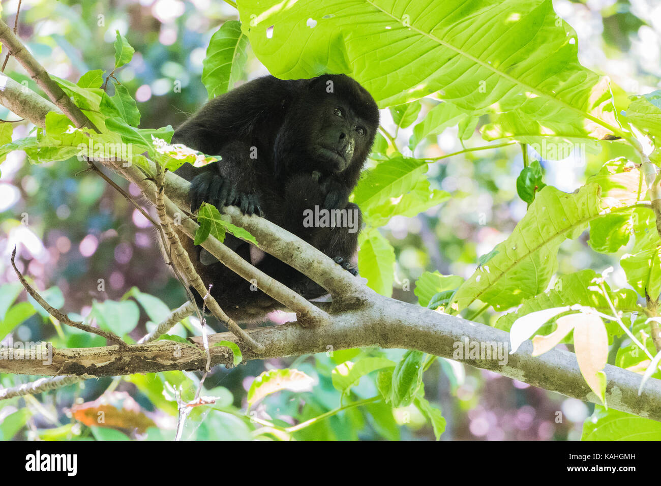 Howler Monkey (Alouatta) sits in the tree, National Park Manuel Antonio ...