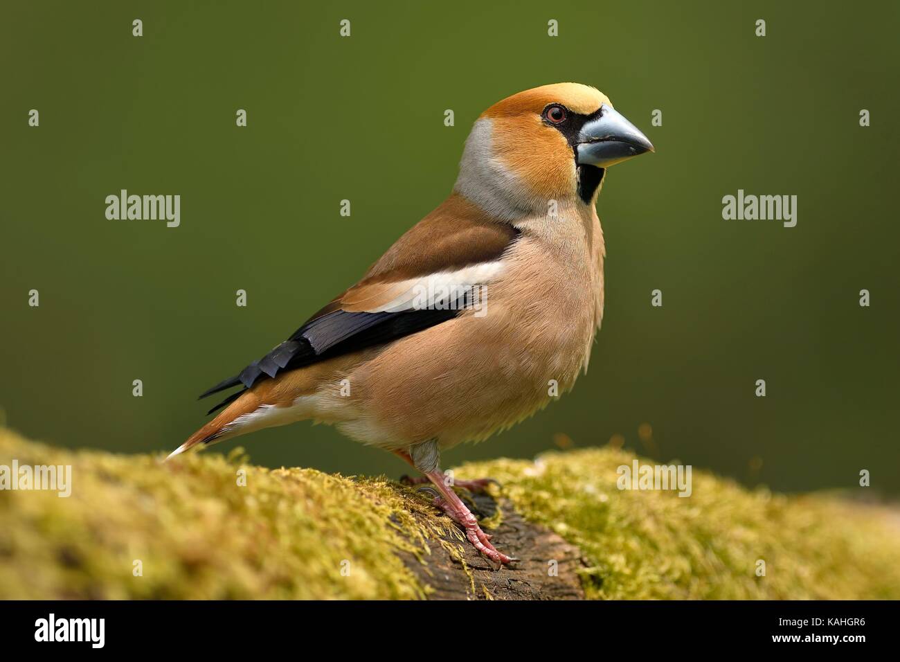 Hawfinches (Coccothraustes coccothraustes), male, Kiskunsag National ...