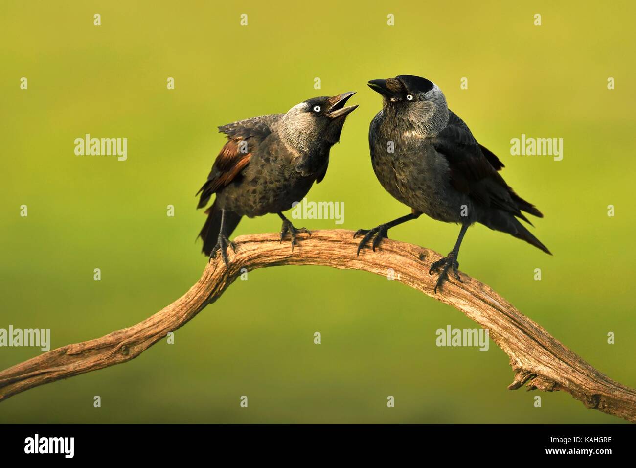 Western jackdaws (Corvus monedula) at the courtship auf Ast, Kiskunsag ...