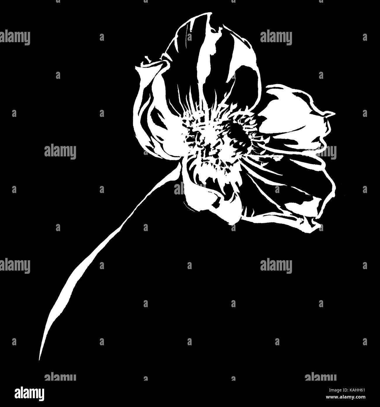 Hand drawn anemone flower calligraphy style Stock Photo - Alamy