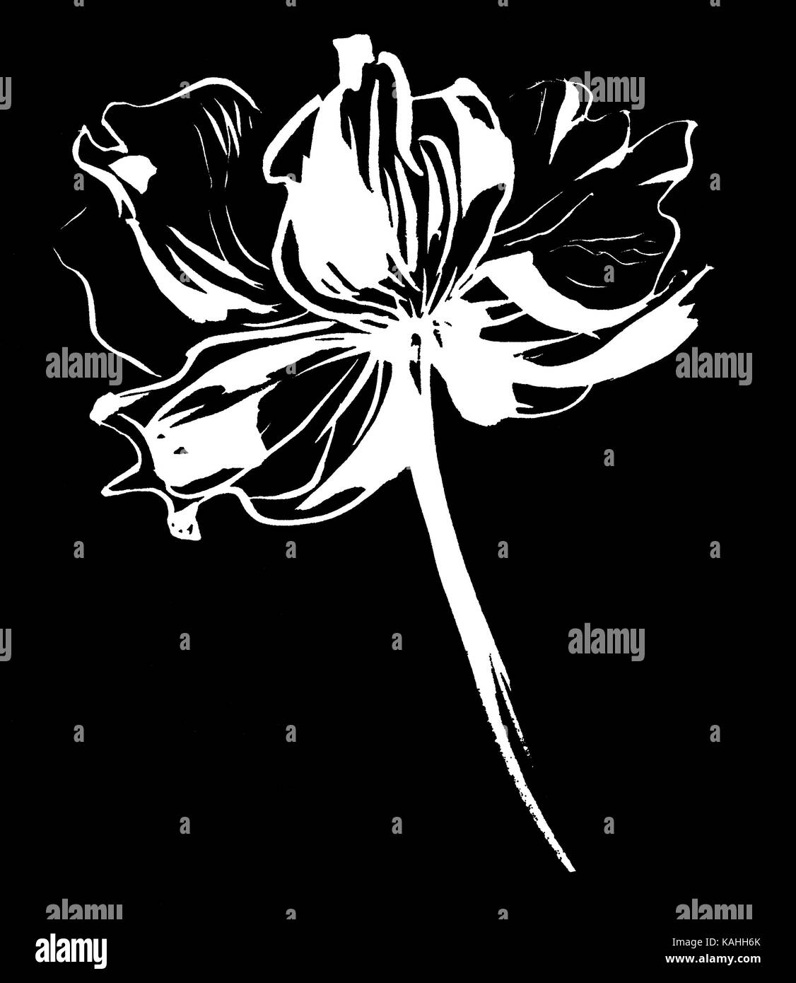 Hand drawn anemone flower calligraphy style Stock Photo - Alamy