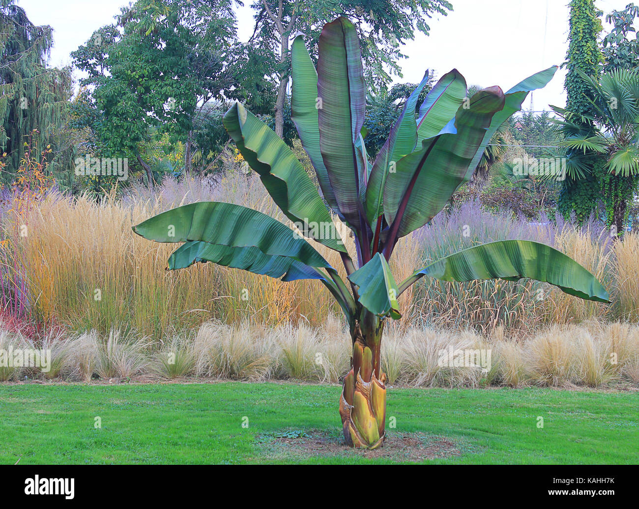 a tropical tree Stock Photo - Alamy
