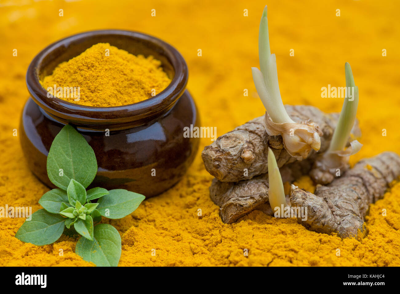 Turmeric Spice Plant