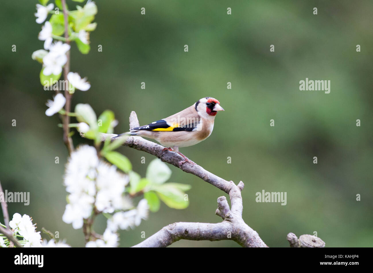 Goldfinch on branch with spring flowers hi-res stock photography and ...