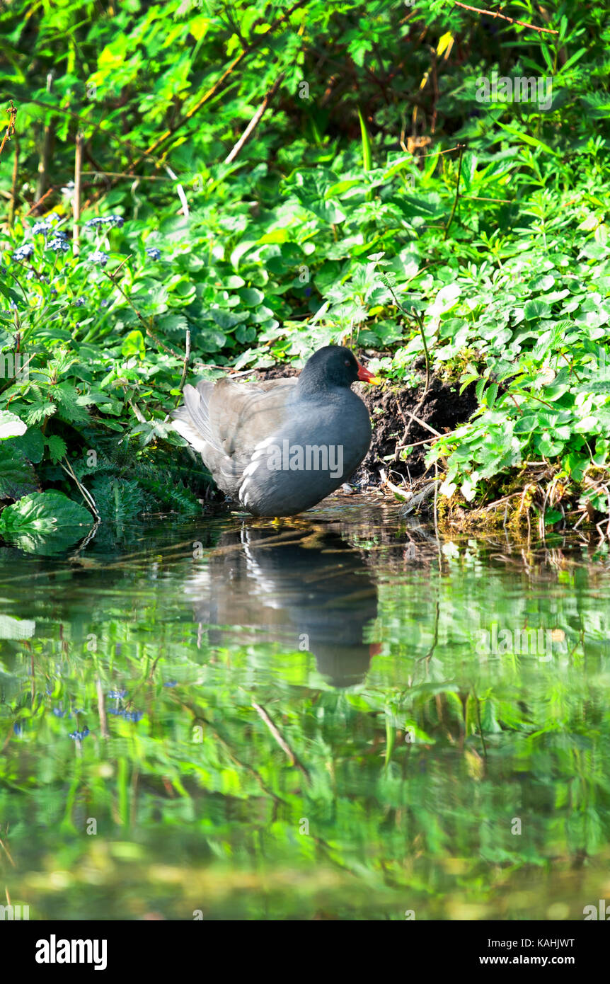 common moorhen (Gallinula chloropus) also known as a Waterhen or Swamp ...