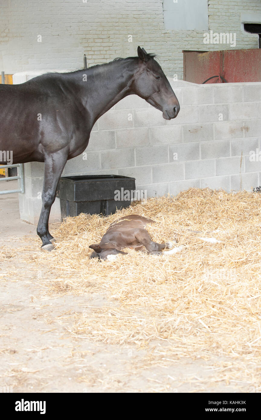 Mare and her Foal feeding Stock Photo - Alamy