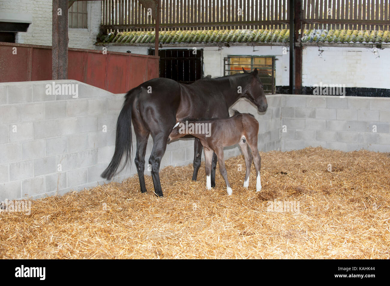 Mare and her Foal feeding Stock Photo - Alamy