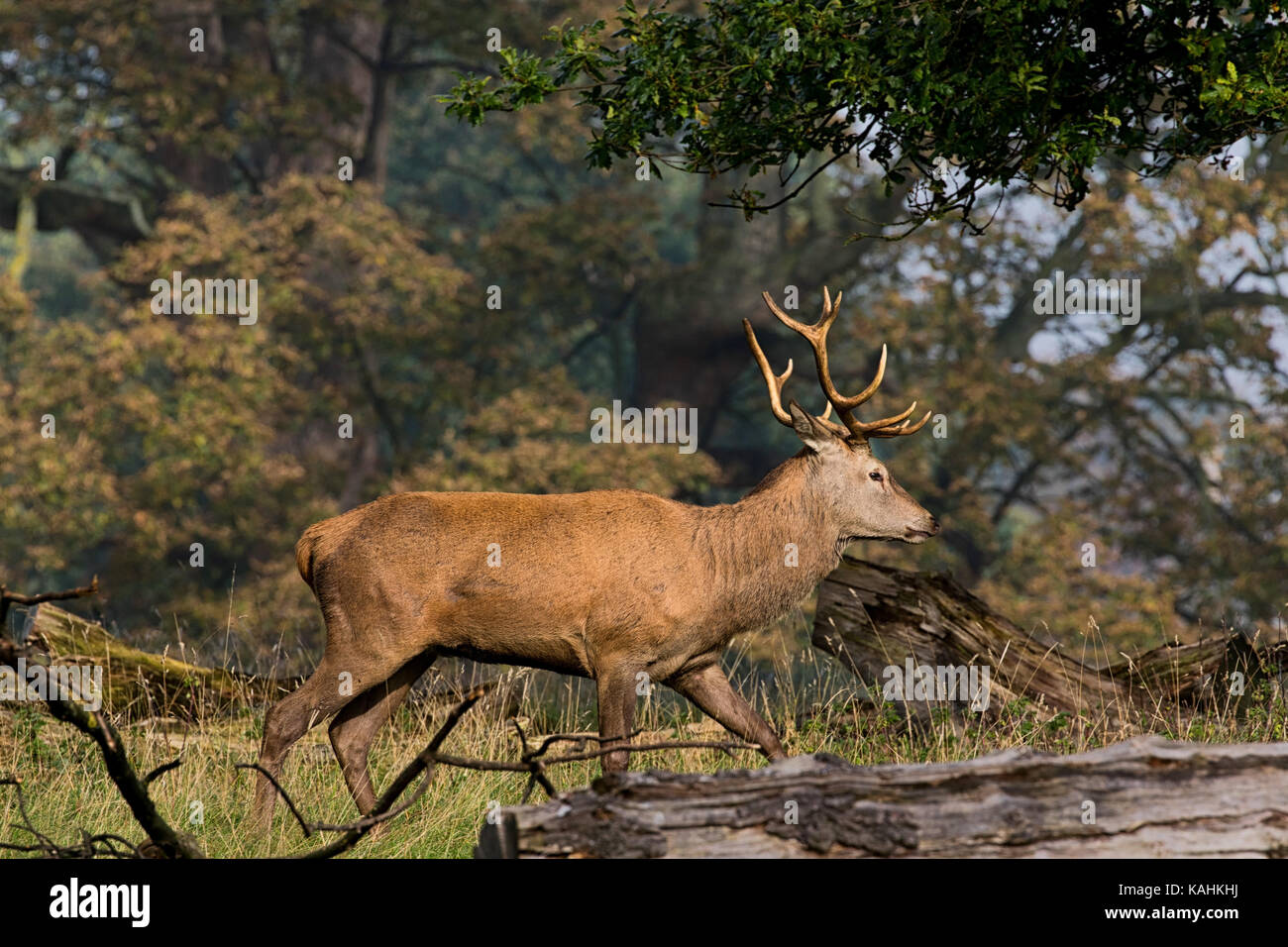 Beautiful deer photos hi-res stock photography and images - Alamy