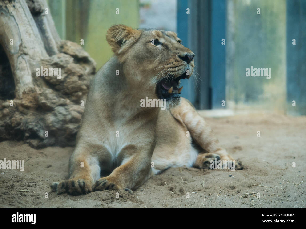 Asian lion dublin zoo hi-res stock photography and images - Alamy