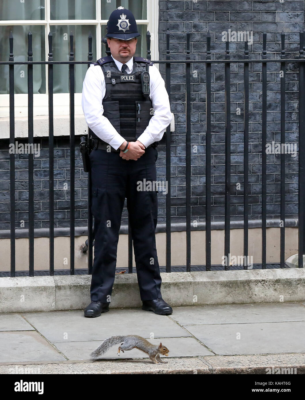 Downing Street. London, UK. 26th Sep, 2017. A grey squirrel runs as ...