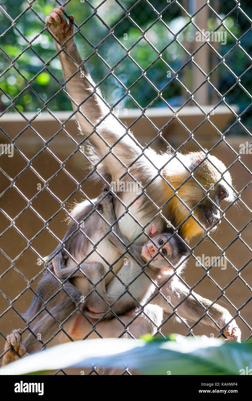 Los Angeles, California, USA. 26th September, 2017. A baby mandrill ...