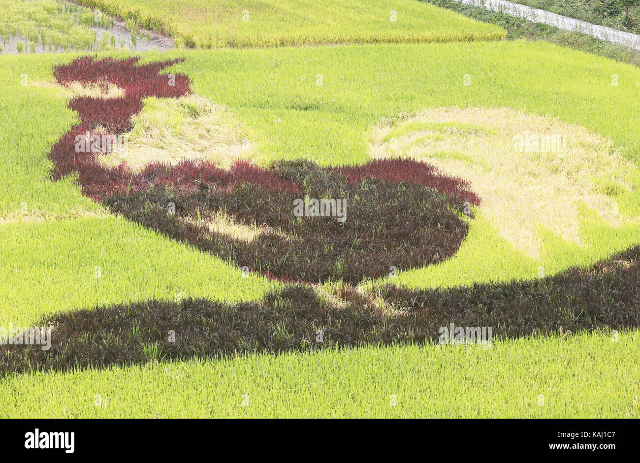 27th Sep, 2017. Chicken on rice field An overhead view of a rice field ...