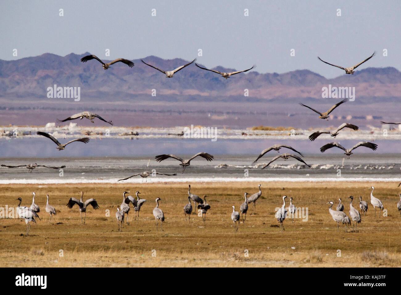 Polat lake hi-res stock photography and images - Alamy
