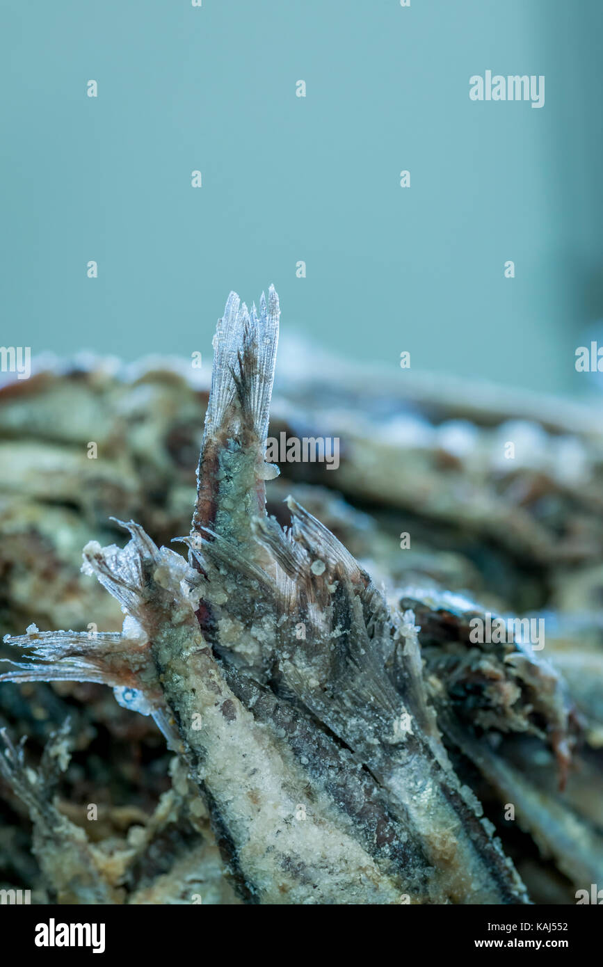 Salted anchovies at the Roque Anchois anchovy factory in Collioure ...