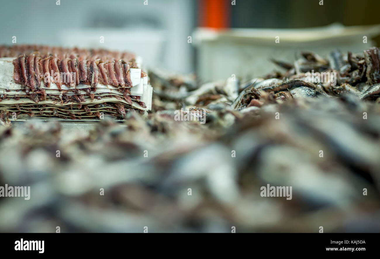 Preparing and filleting salted anchovies at the Roque Anchois anchovy ...