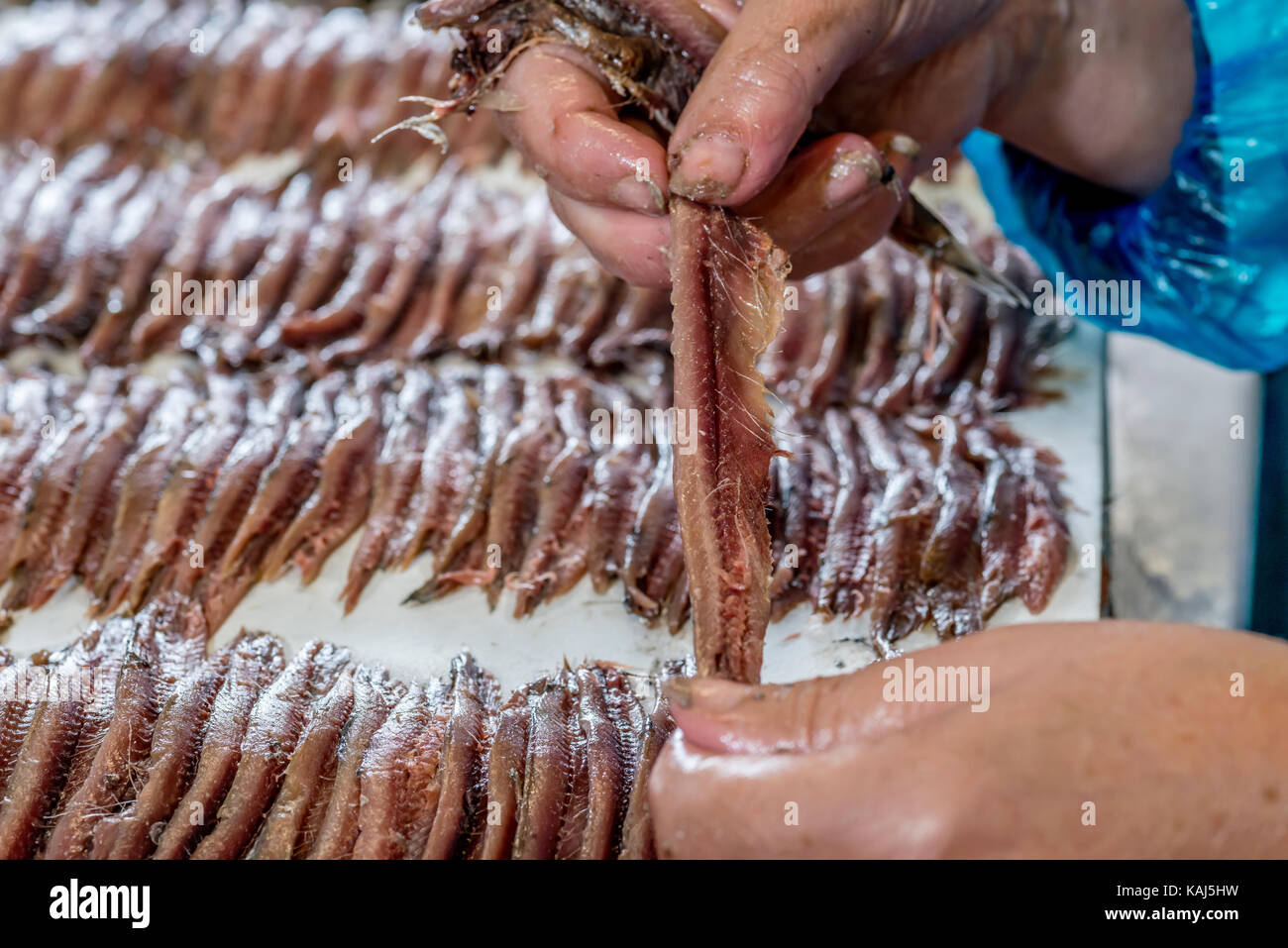 Preparing and filleting salted anchovies at the Roque Anchois anchovy ...