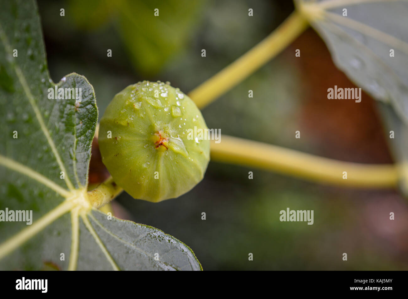 A fig on a branch after rain Stock Photo - Alamy