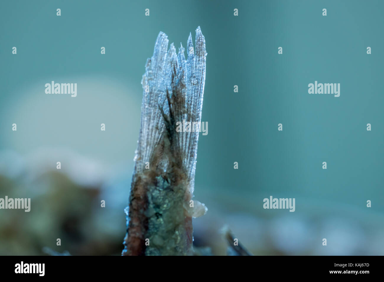 Salted anchovies at the Roque Anchois anchovy factory in Collioure ...
