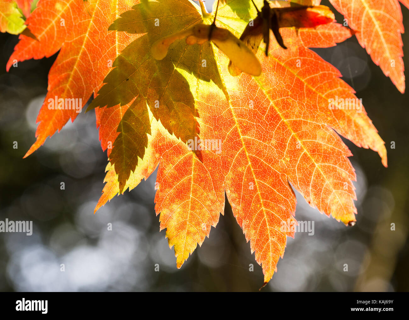 Autumn leaves in the sunshine at Westonbirt Arboretum, Gloucestershire ...